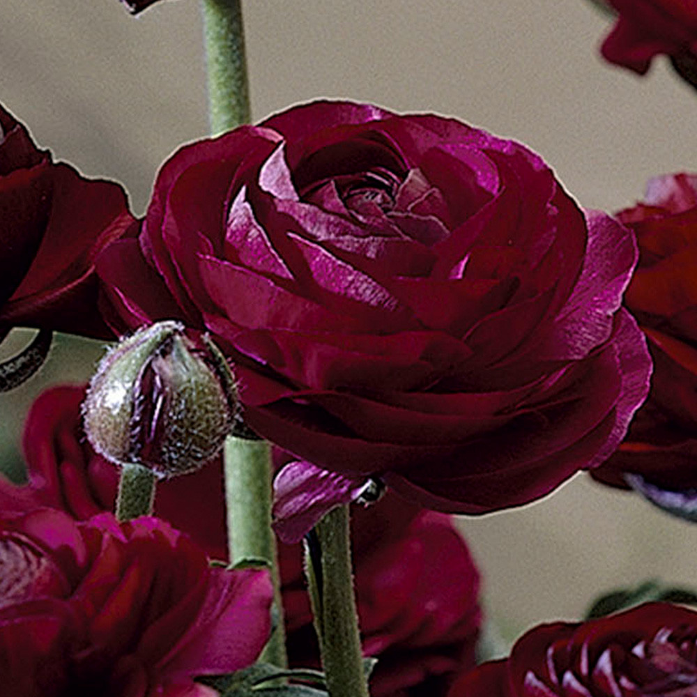 Buy Ranunculus Deep Purple | J Parker Dutch Bulbs
