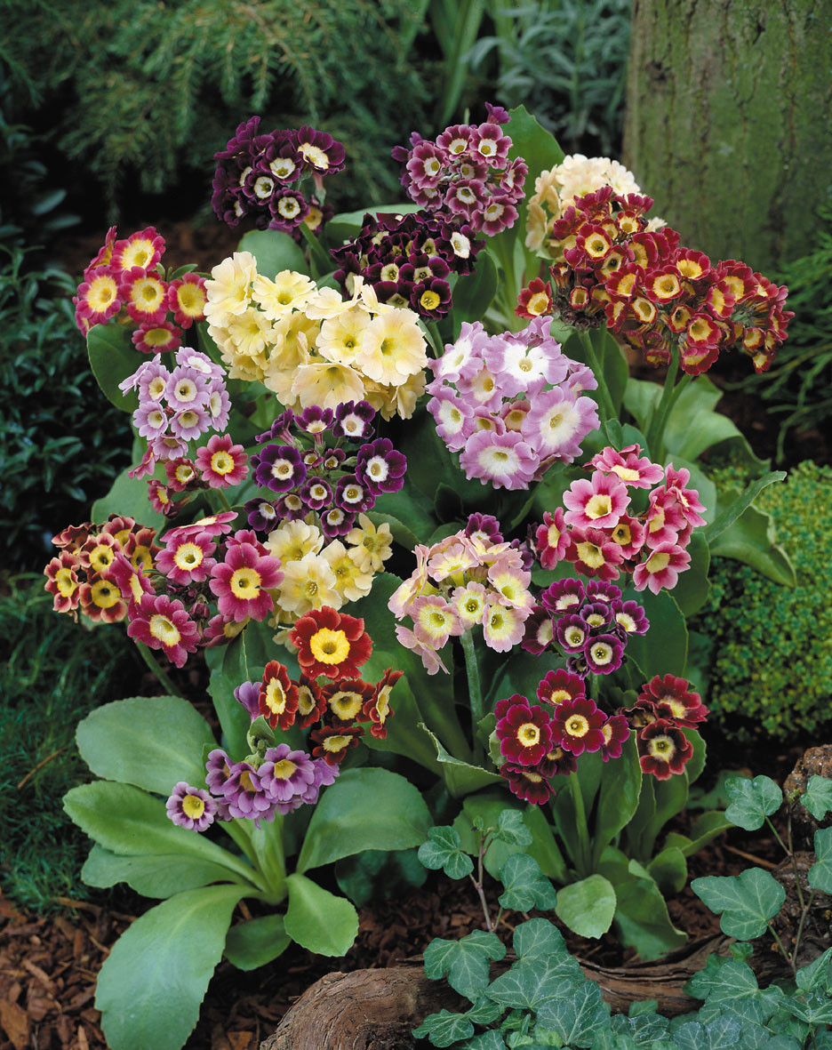 Primula Auricula Mixed (7cm Modules) | J Parker Dutch Bulbs