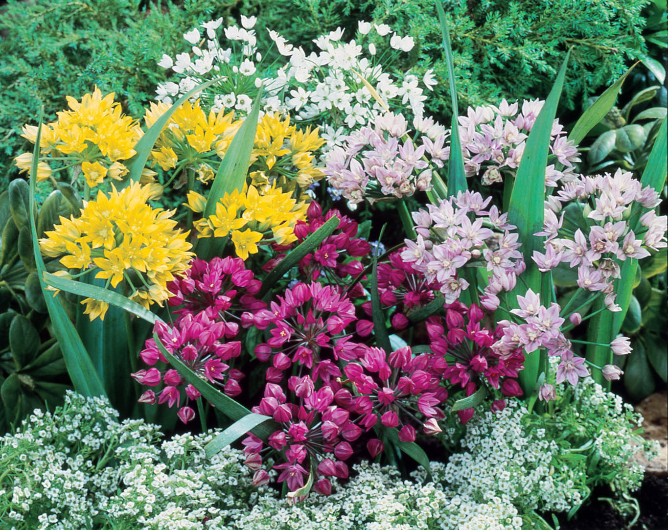 Alliums Mixed - JParkers