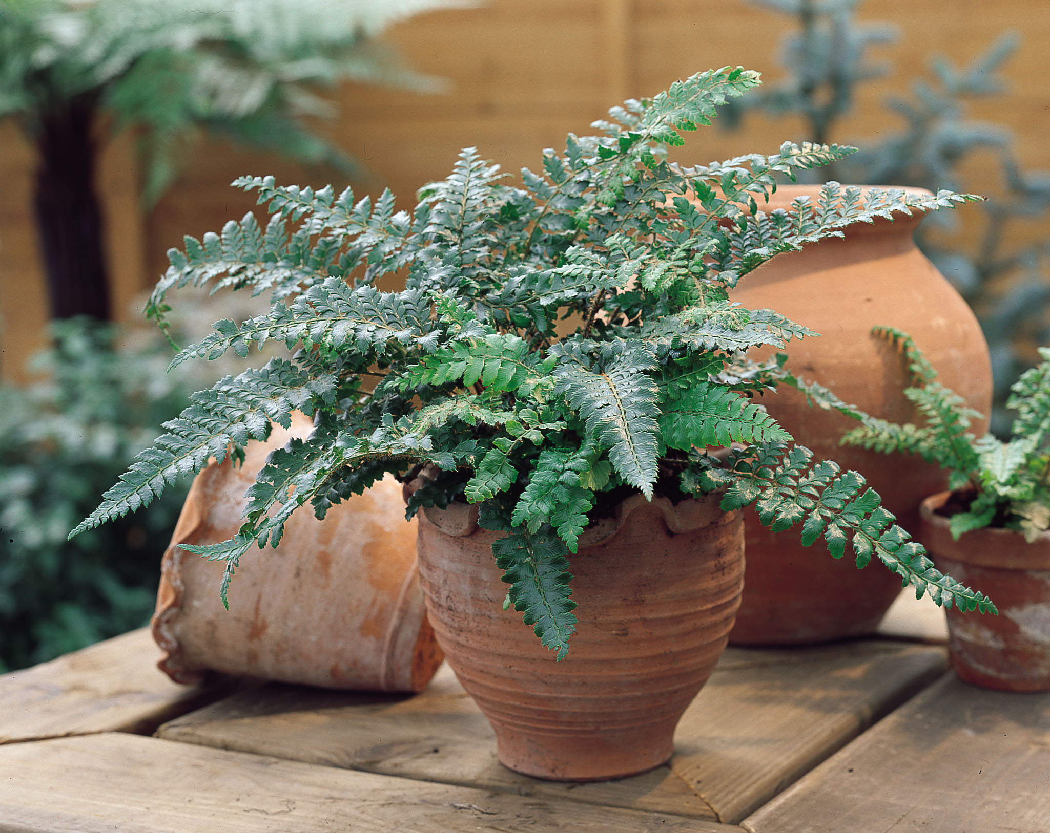 Polystichum polyblepharum | J Parker Dutch Bulbs