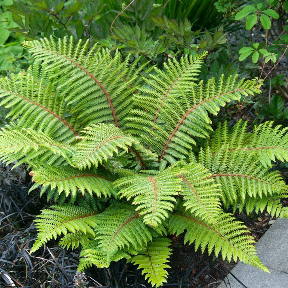 Polystichum polyblepharum | J Parker Dutch Bulbs