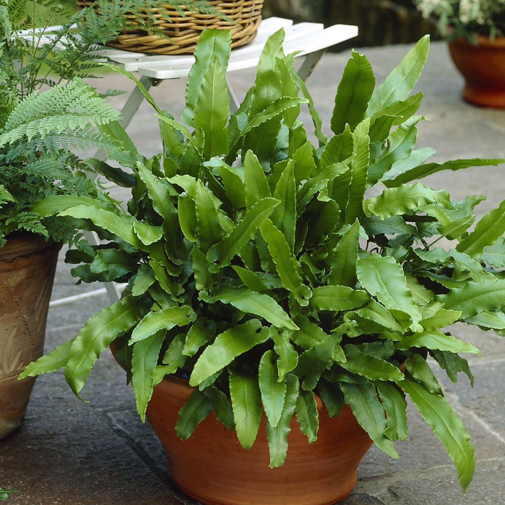 Asplenium scolopendrium | J Parker Dutch Bulbs