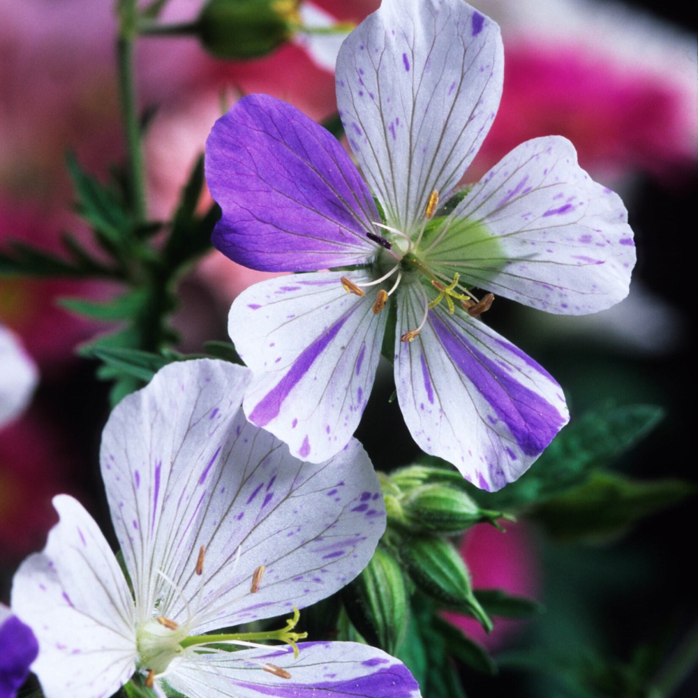Geranium Splish Splash | J Parker Dutch Bulbs