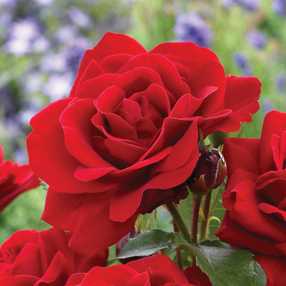 Buy Rose Lili Marlene | J Parker Dutch Bulbs