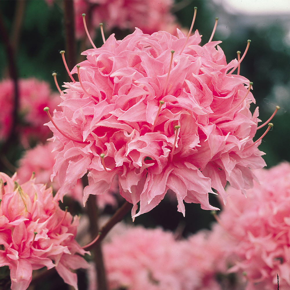 Buy Azalea Mollis Deciduous Homebush | J Parker Dutch Bulbs