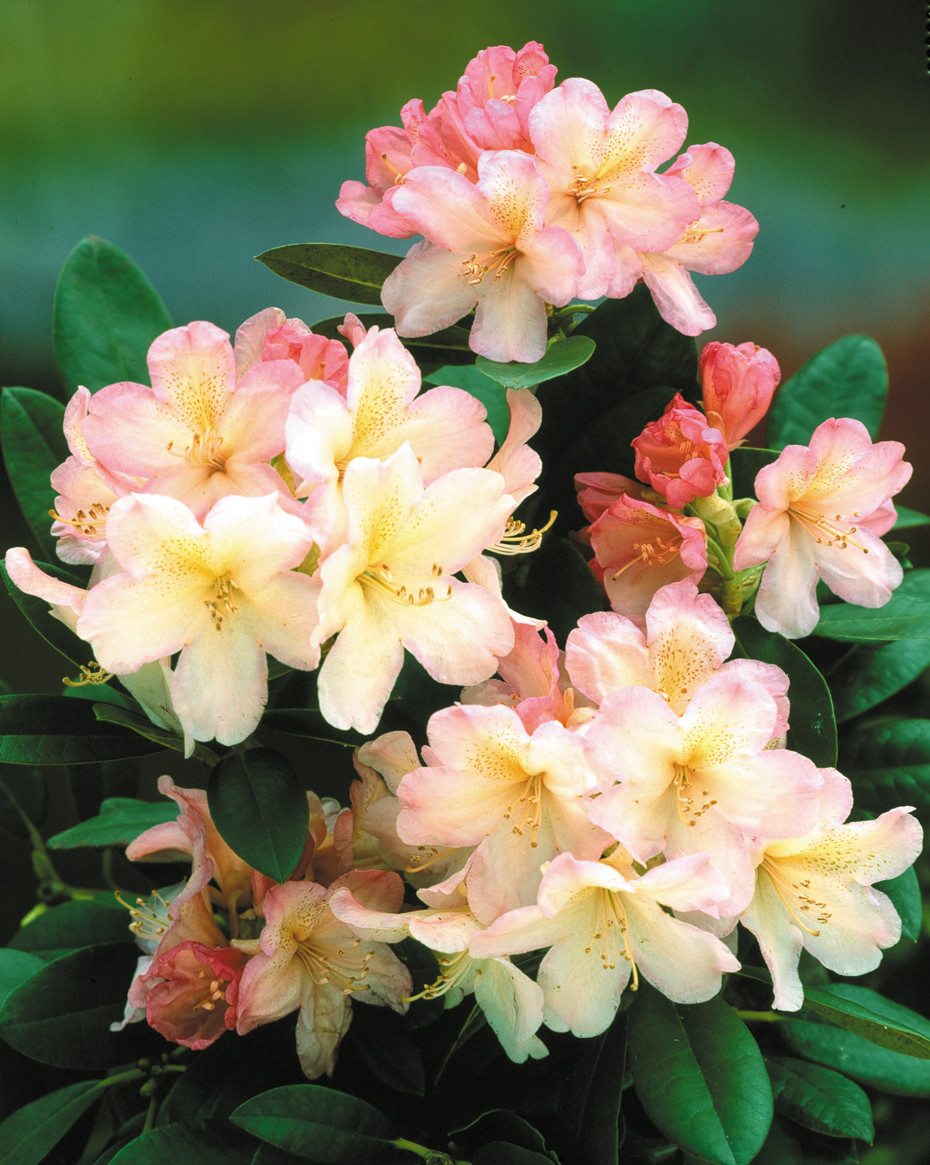 Buy Rhododendron Percy Wiseman | J Parker Dutch Bulbs