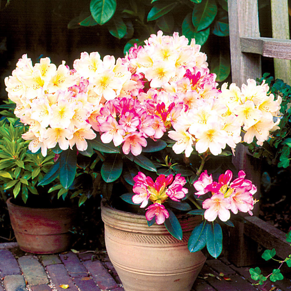 Buy Rhododendron Percy Wiseman | J Parker Dutch Bulbs