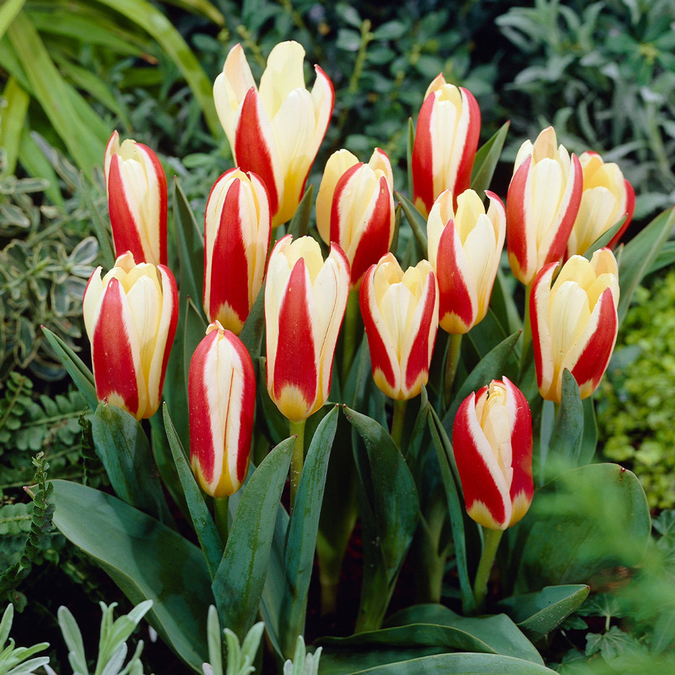 Buy Tulip The First (Saver Sized Bulbs) at J Parkers Buy Tulip The First (Saver Sized Bulbs) at J Parkers
