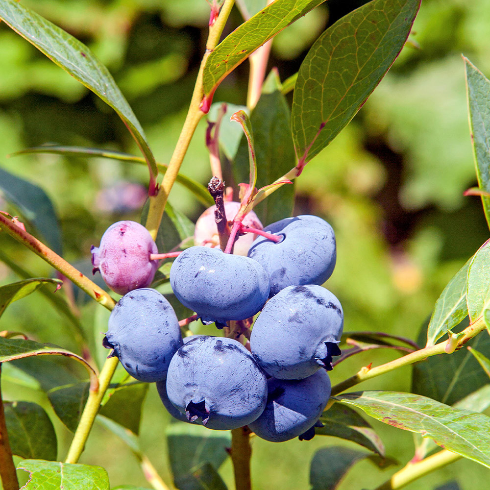 Shop Blueberry Spartan | J. Parker's