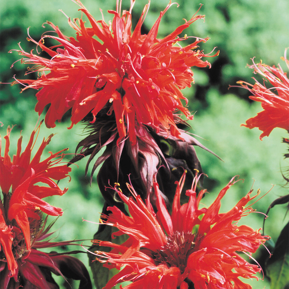 Shop Monarda 'Cambridge Scarlet' | J. Parker's