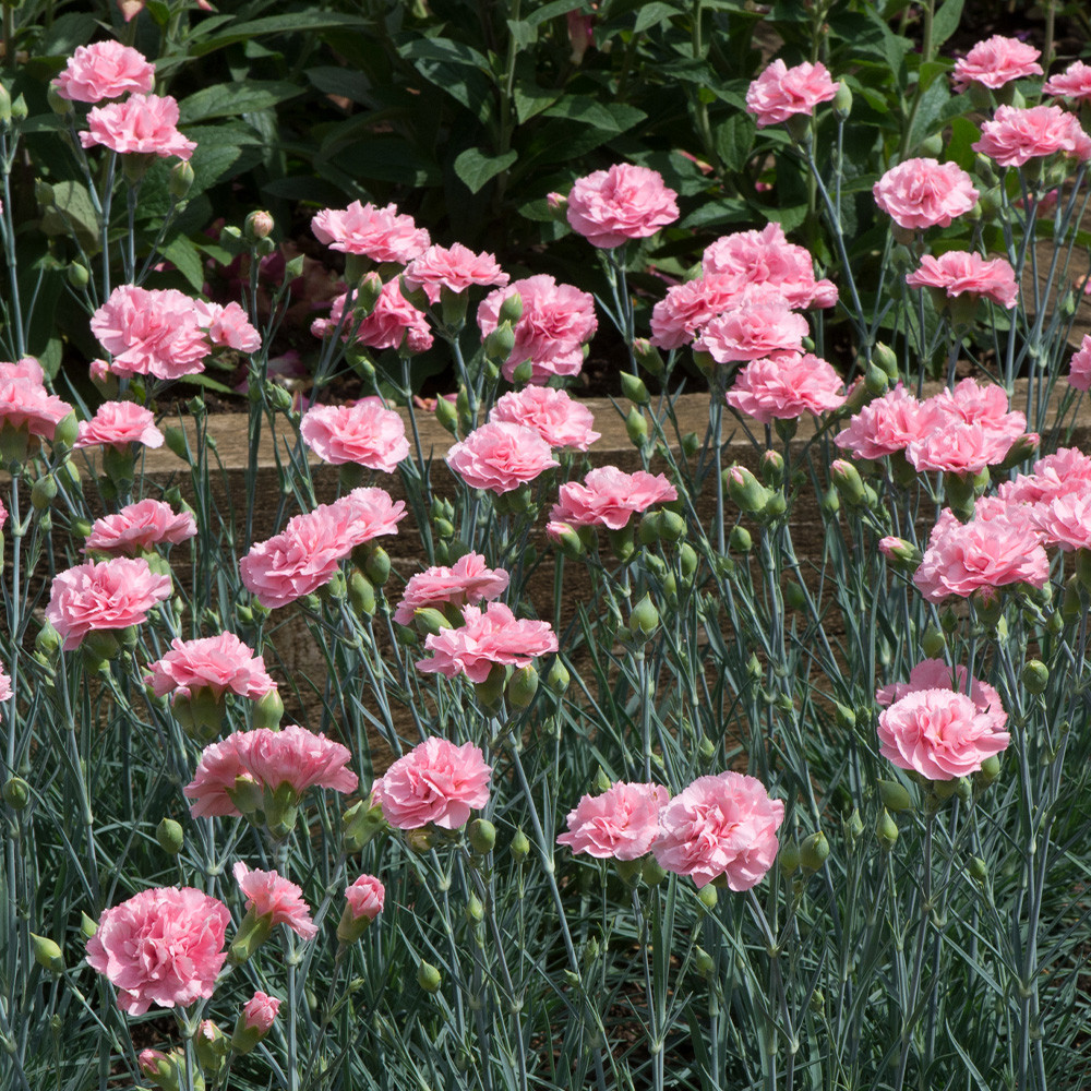 Shop Dianthus Letitia Wyatt | J. Parker's