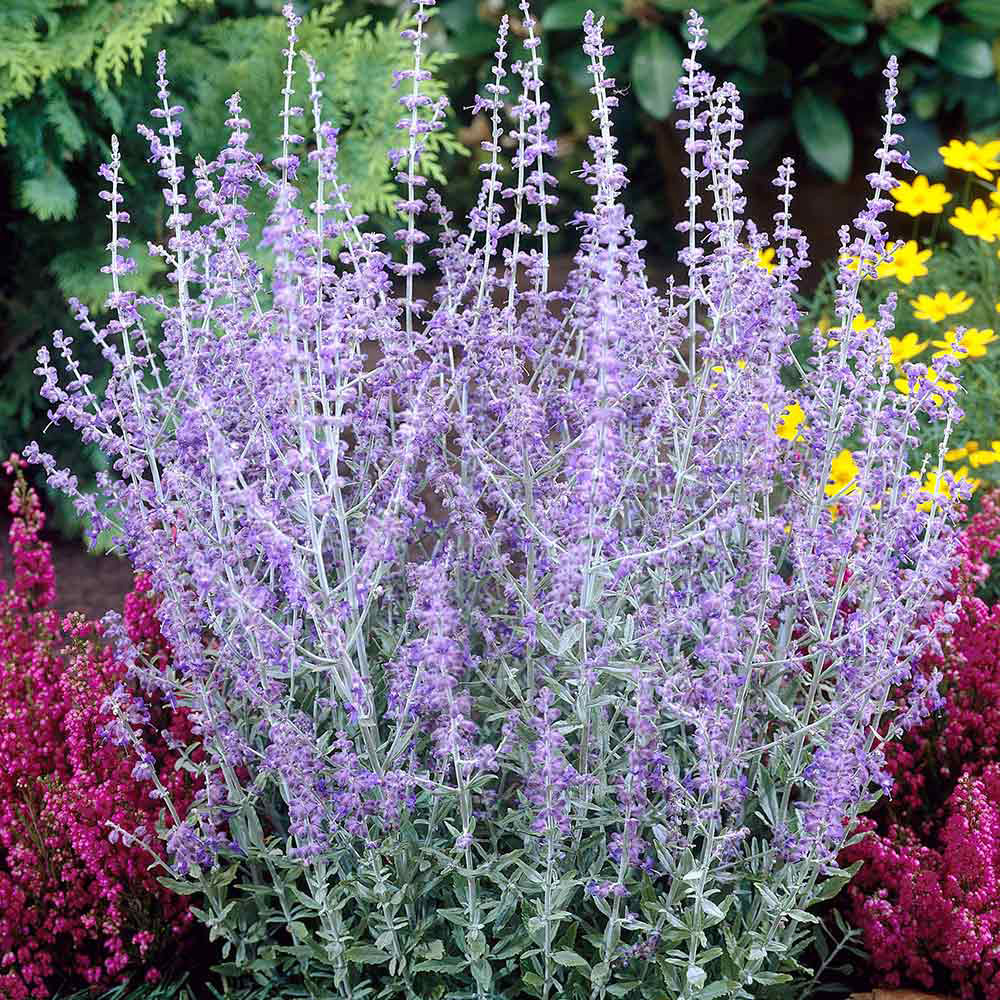 Perovskia atriplicifolia Blue Spire | J Parker Dutch Bulbs