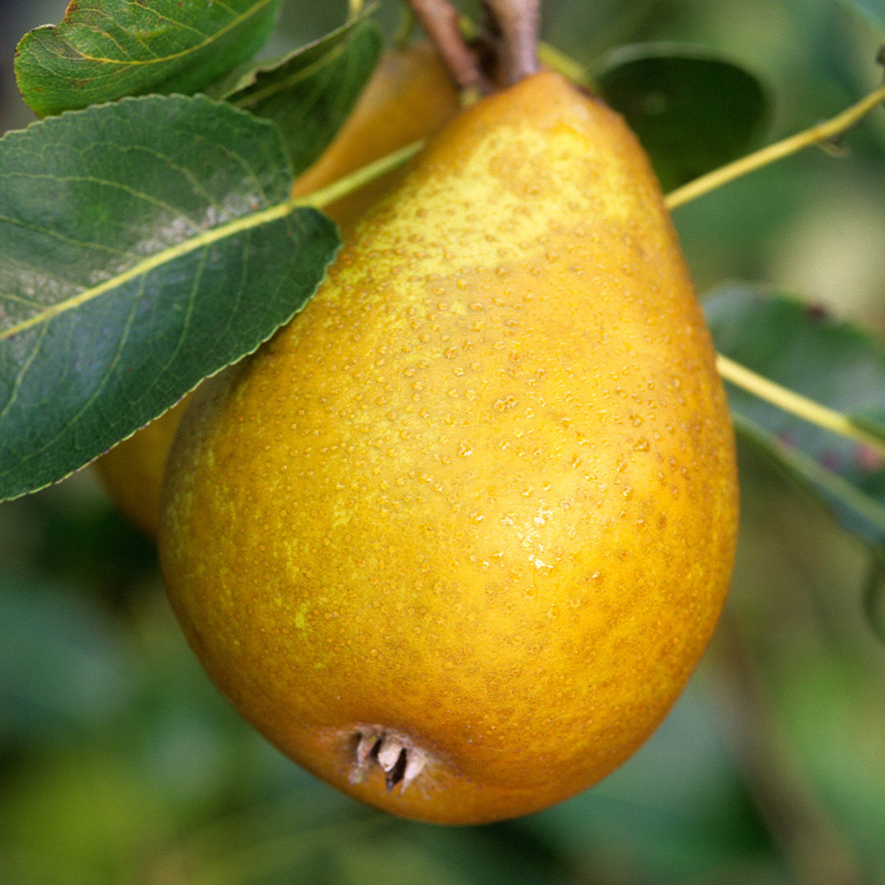 Buy Pear Beth | J Parker Dutch Bulbs