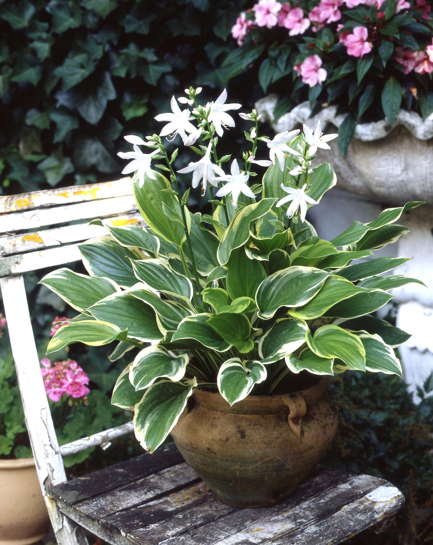 Hosta So Sweet (Fragrant) | J Parker Dutch Bulbs