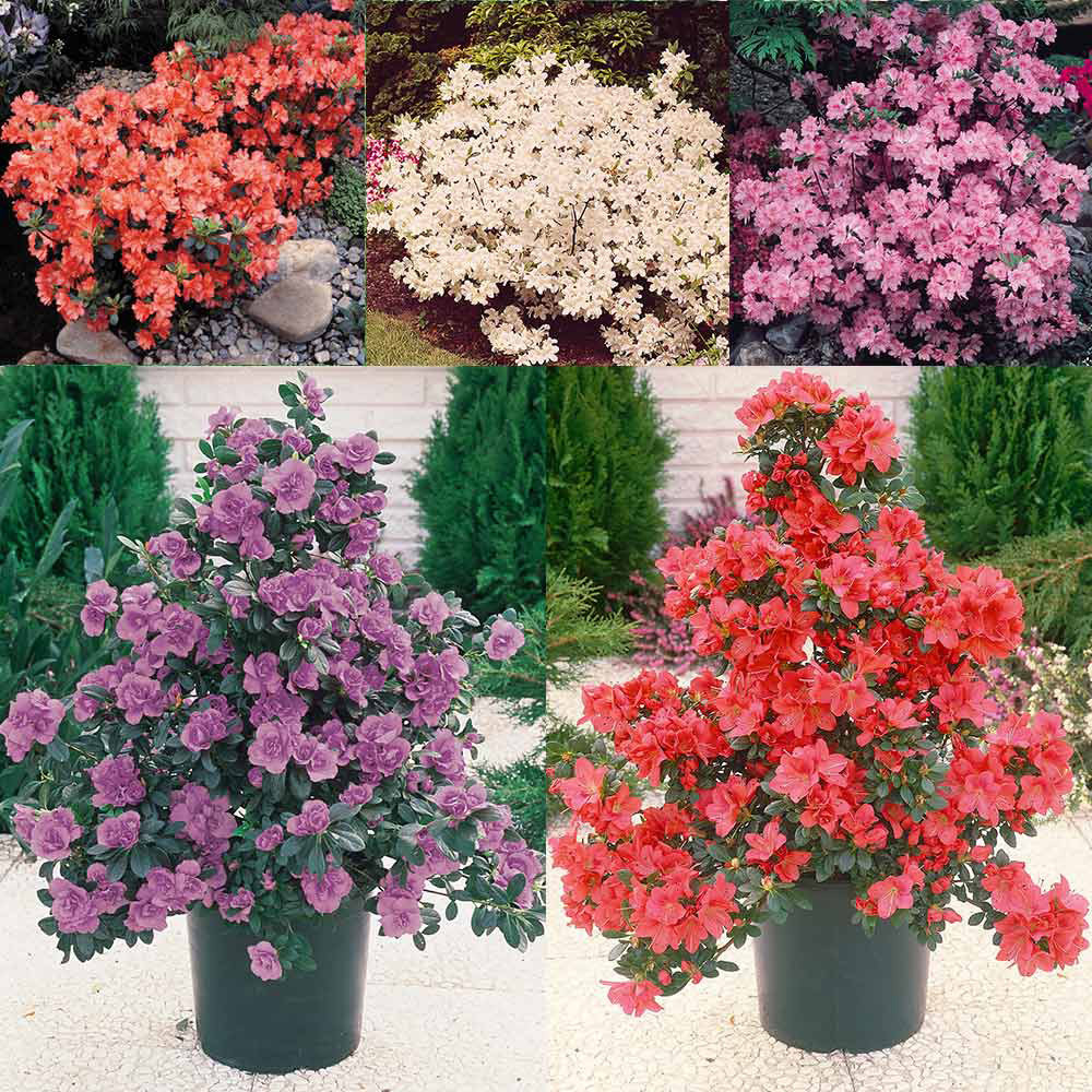 Azalea Japonica Collection - JParkers