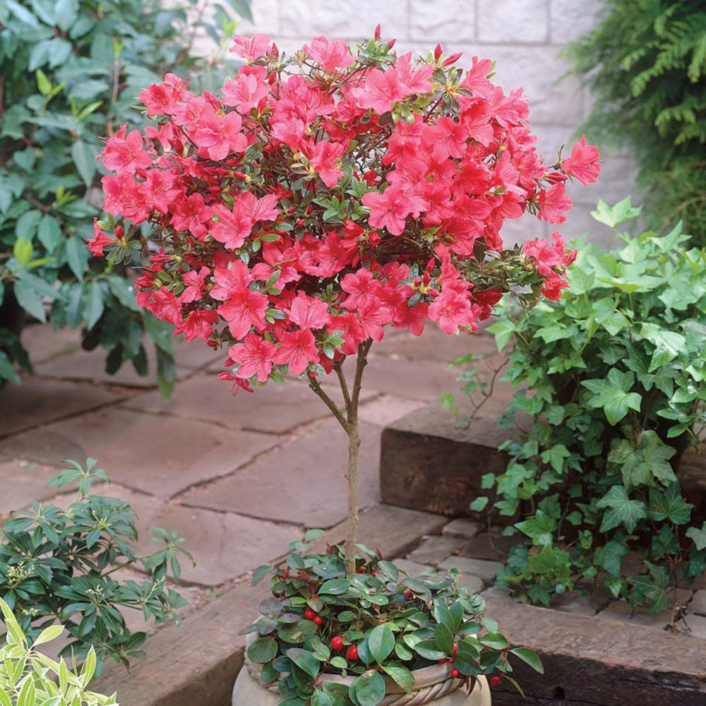 3 Azalea Half Standard Collection - JParkers