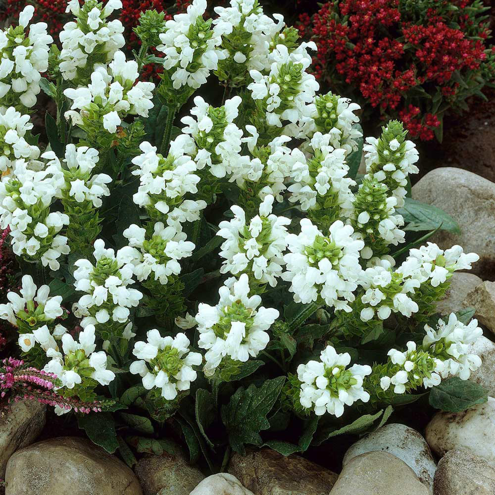 Prunella Grandiflora Collection - JParkers