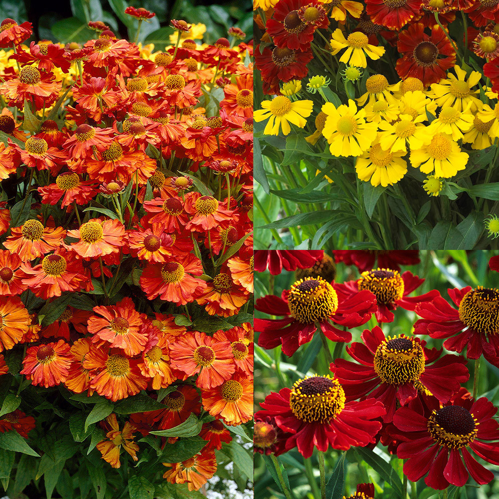Shop Helenium Collection from J. Parker's for Less