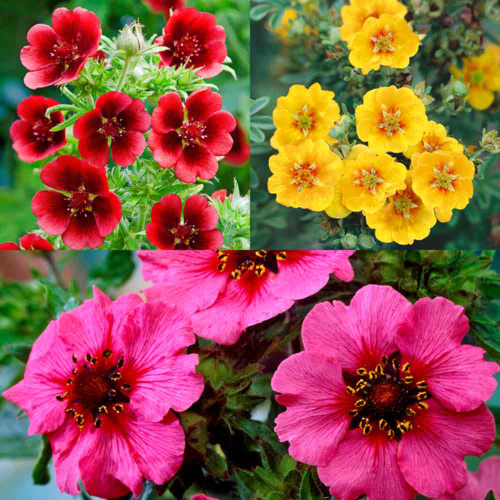 Shop Potentilla Herbaceous Plant Collection | J. Parker's