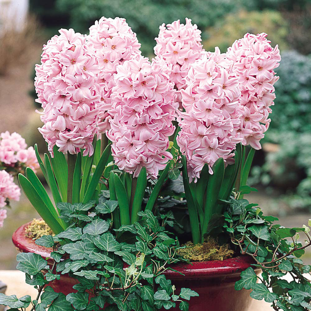 Prepared Hyacinth Collection 16/17cm - JParkers