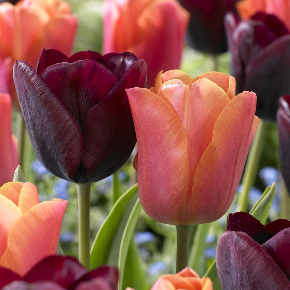 Buy Tulip Companion Collection at jparkers.co.uk