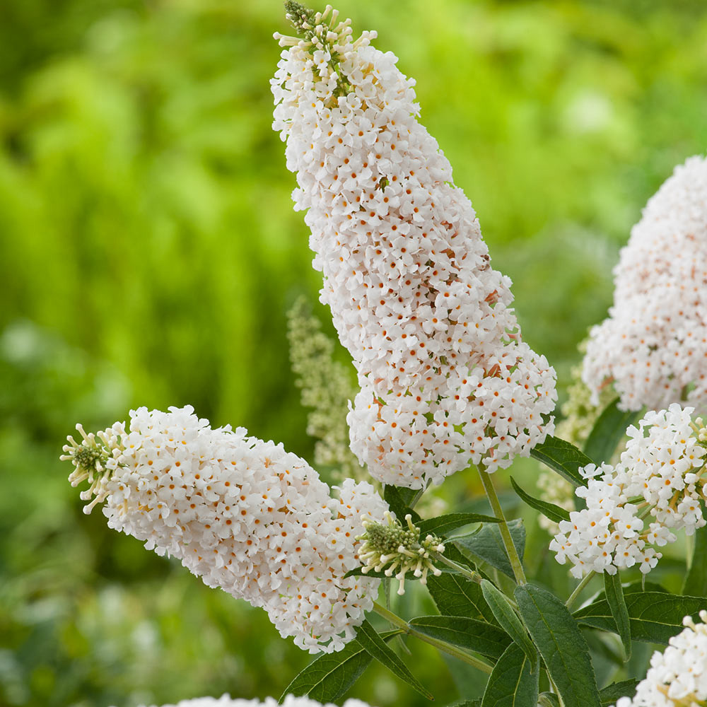 Buddleia Miniature Collection - JParkers