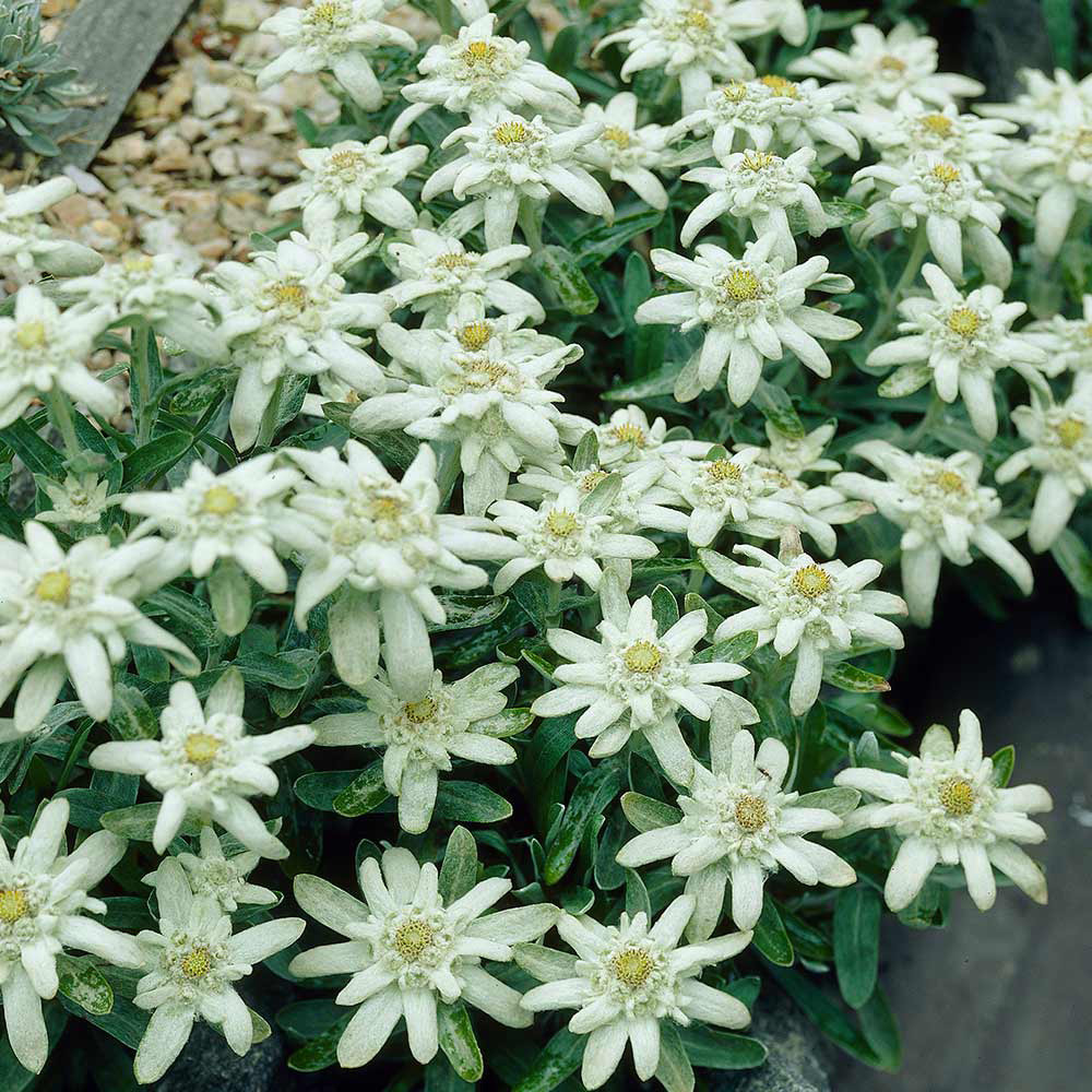 Alpine Perennial Collection - JParkers