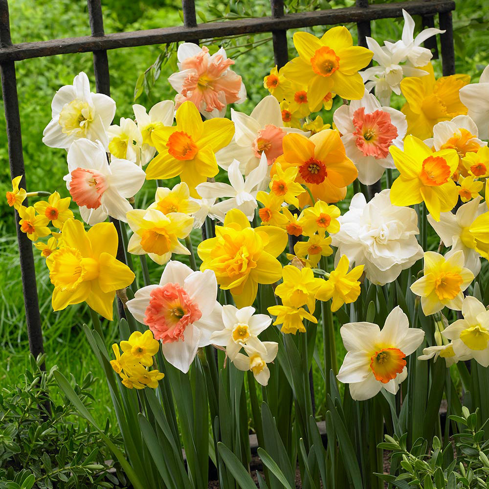 100 Daffodil Mixtures Collection - JParkers