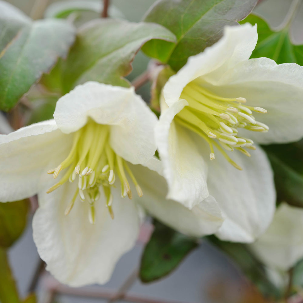 Clematis Cirrhosa Collection - JParkers