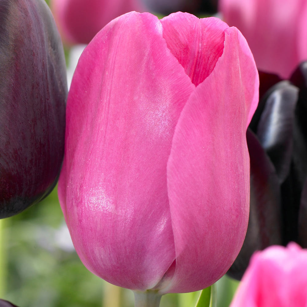Buy Triumph Tulip Collection at J Parkers