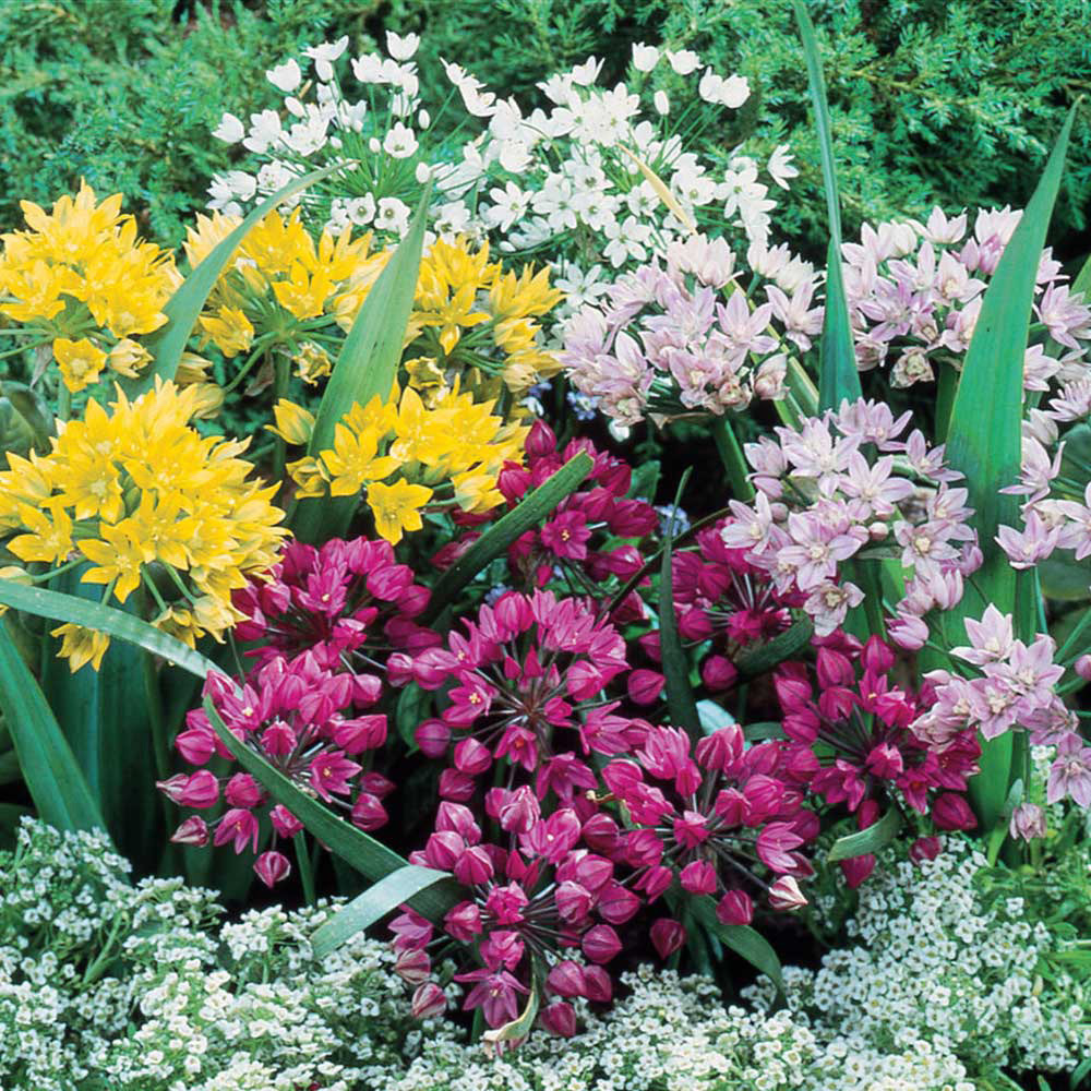 Buy Small Flowering Allium Collection at jparkers.co.uk