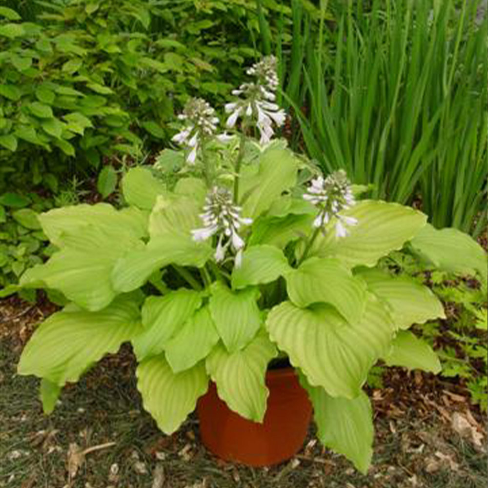 Hosta Fragrance Collection - JParkers