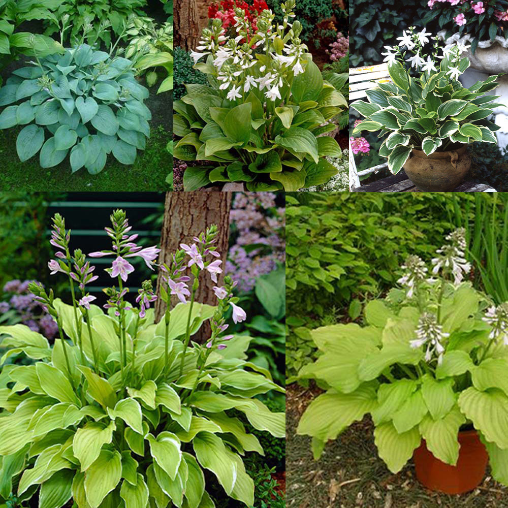 Hosta Fragrance Collection - JParkers
