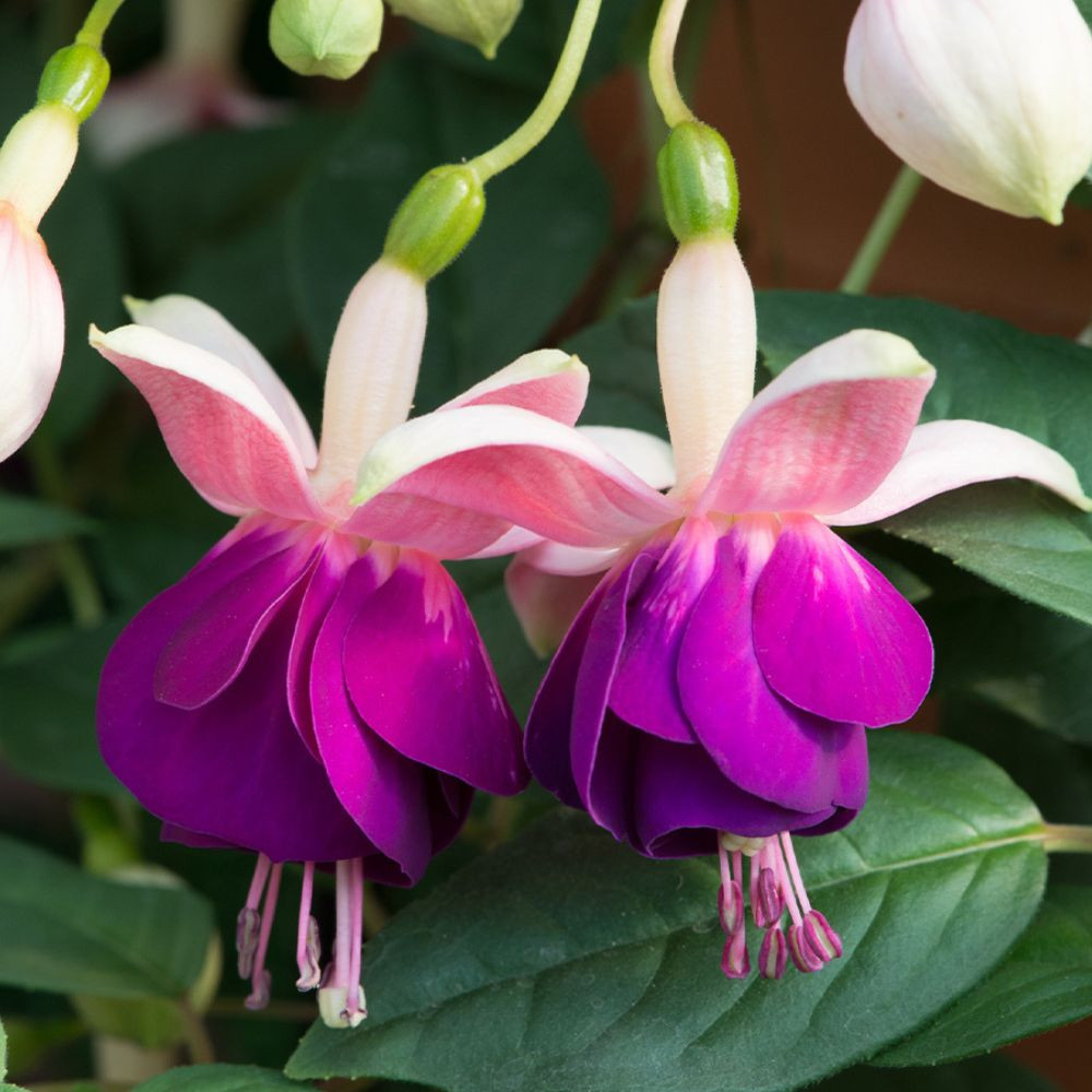 Unusual Award Winning Trailing Fuchsia Collection (Pack 24) - JParkers