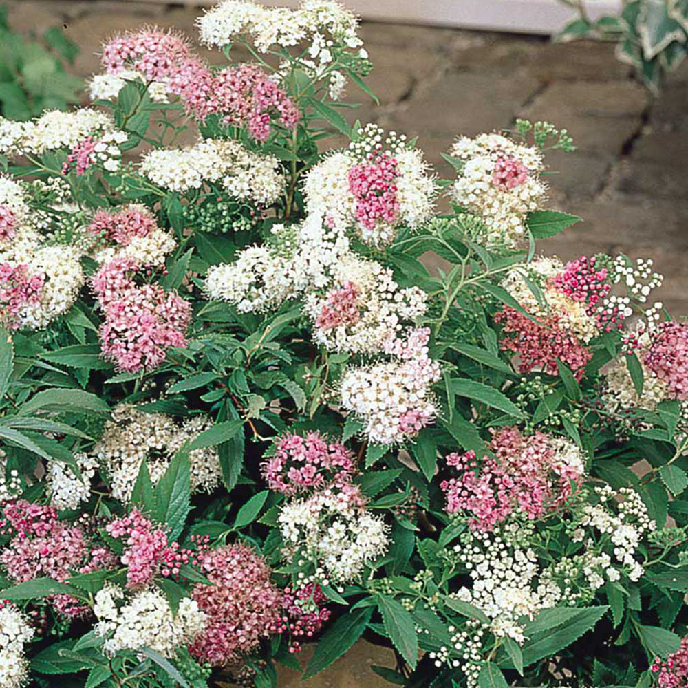 Dwarf Flowering Shrub Collection - JParkers