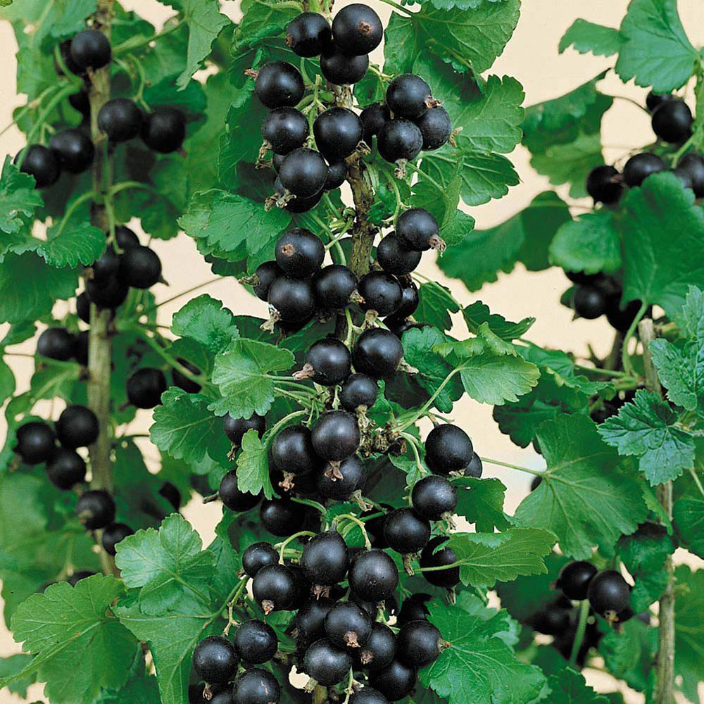 Unusual Berry Collection - JParkers