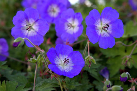 Geranium Rozanne | J Parker Dutch Bulbs