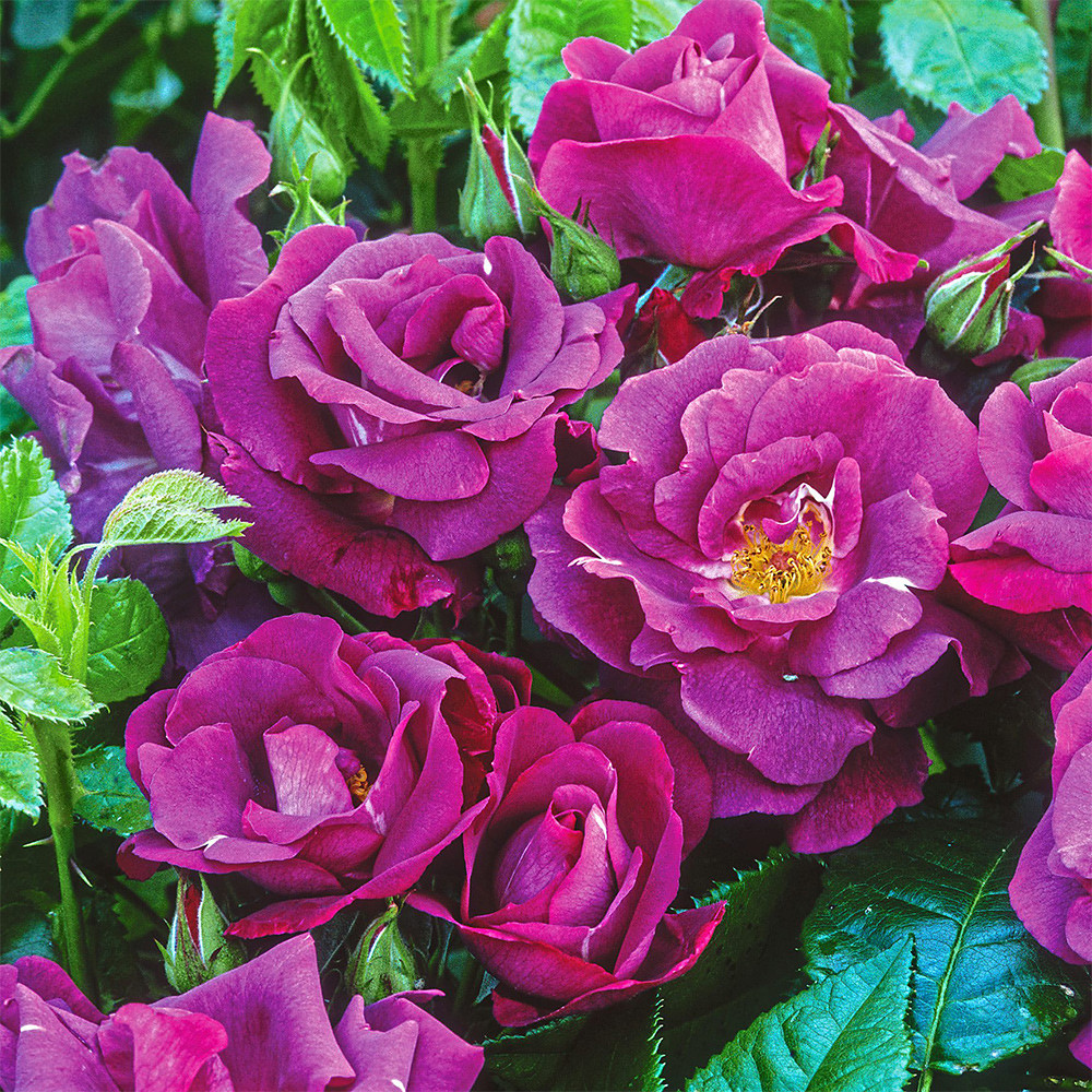 Award Winning Rose Collection - JParkers