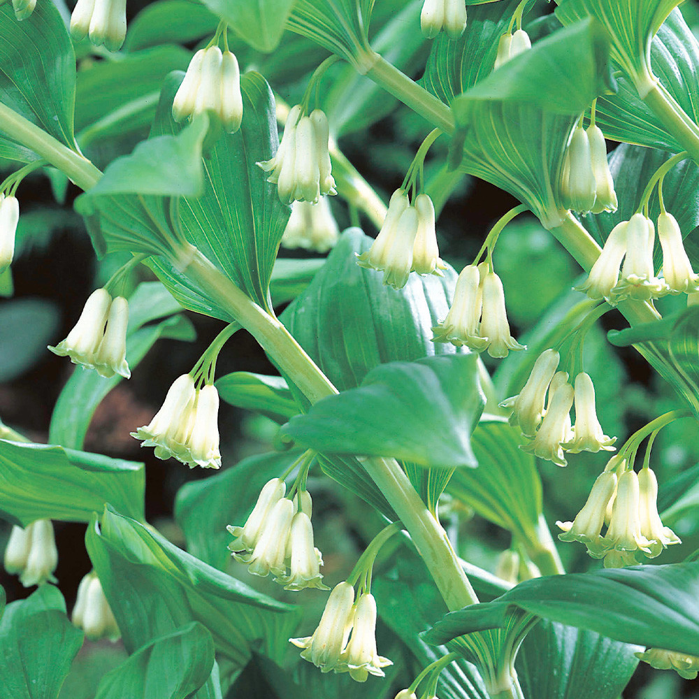 Polygonatum multiflorum - JParkers