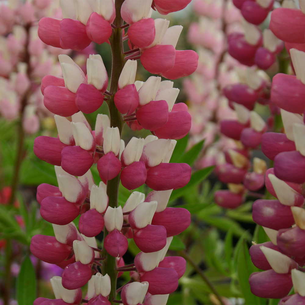 Lupin Chatelaine - JParkers