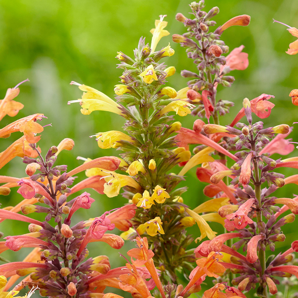 Agastache Kudos Yellow - JParkers