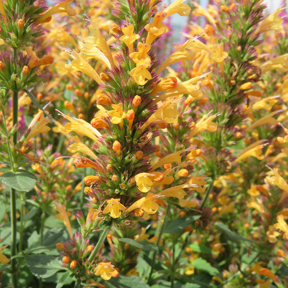Agastache Kudos Yellow - JParkers