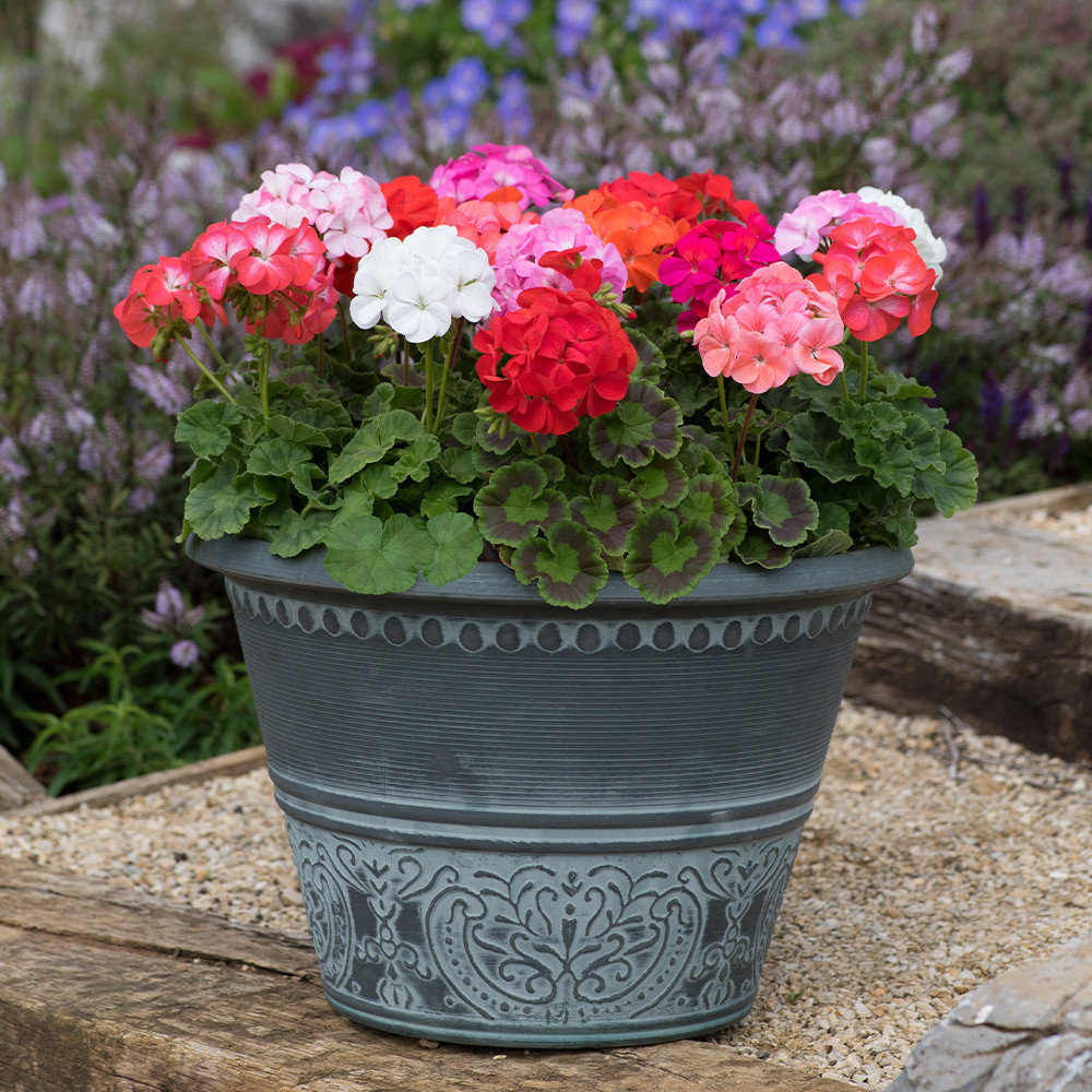 Shop Geranium Horizon Mix (Garden Ready) from J. Parker's