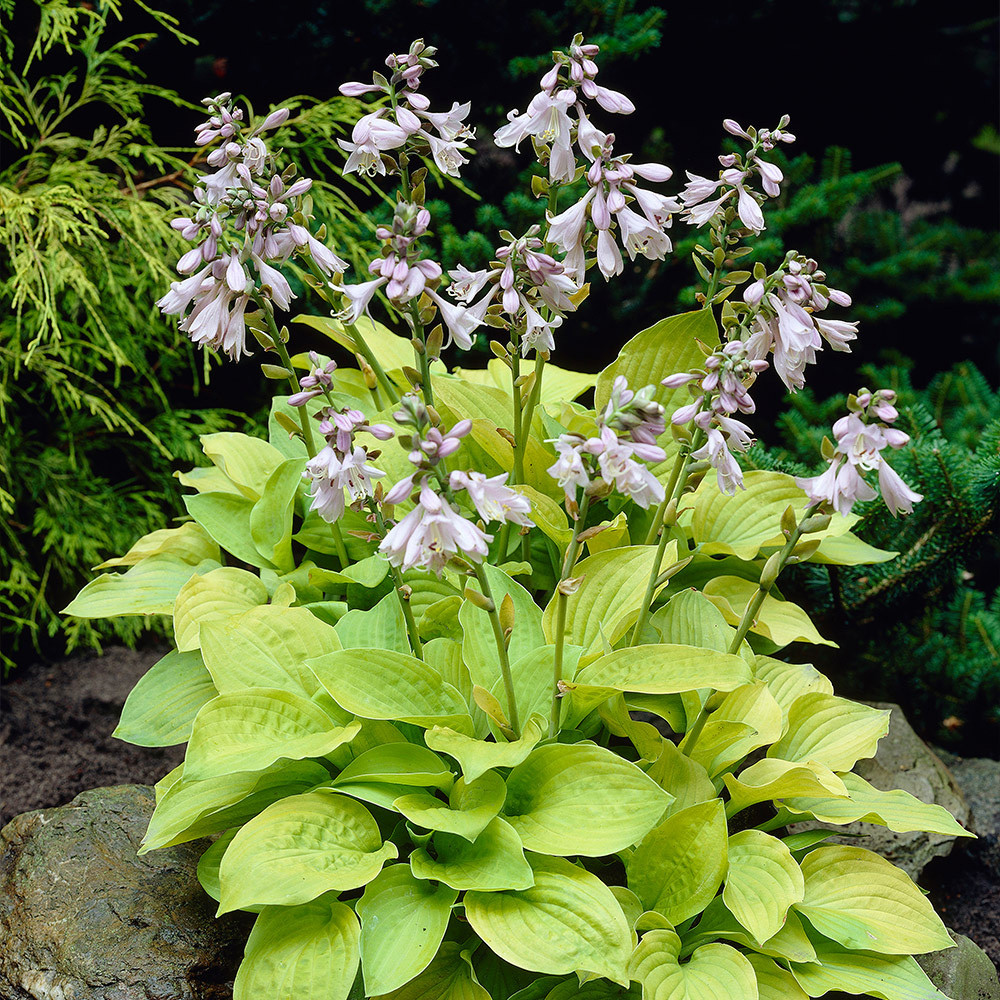 Shop Hosta Popular Collection from J. Parker's for Less