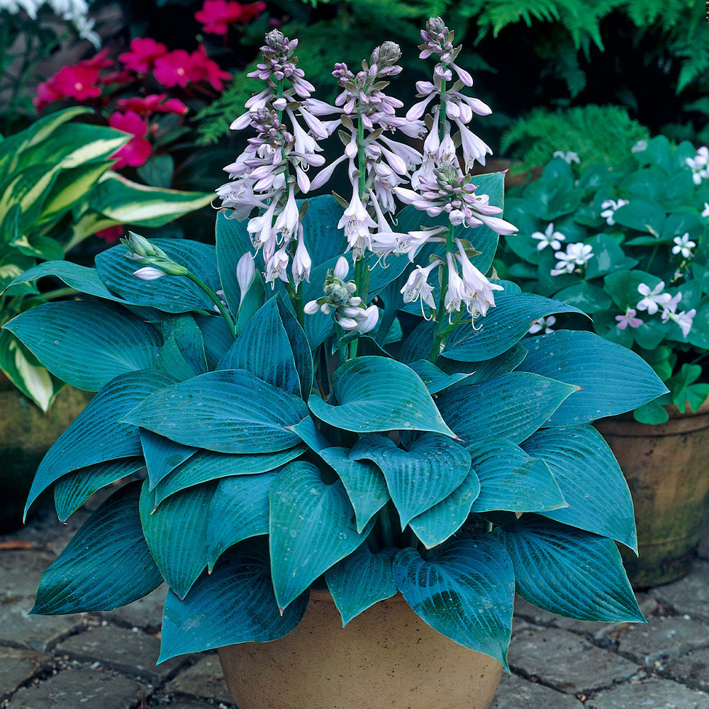 Shop Hosta Designer Collection from J. Parker's for Less