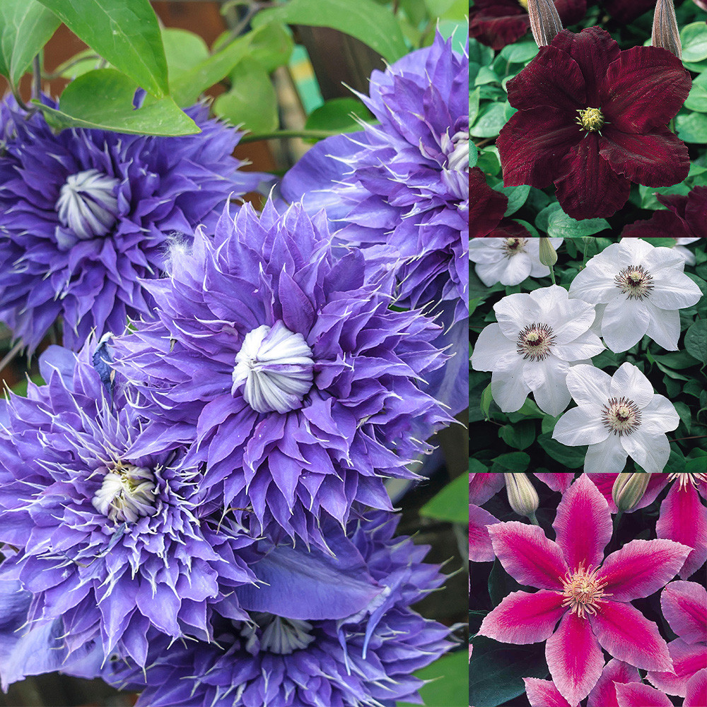 Clematis Hybrid Collection B - JParkers