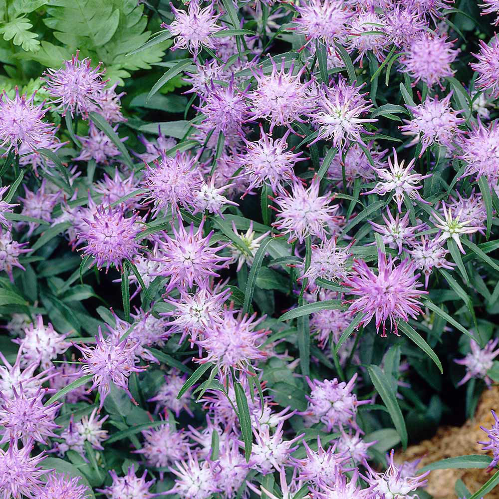 Phyteuma Scheuchzeri (5cm Module) - JParkers