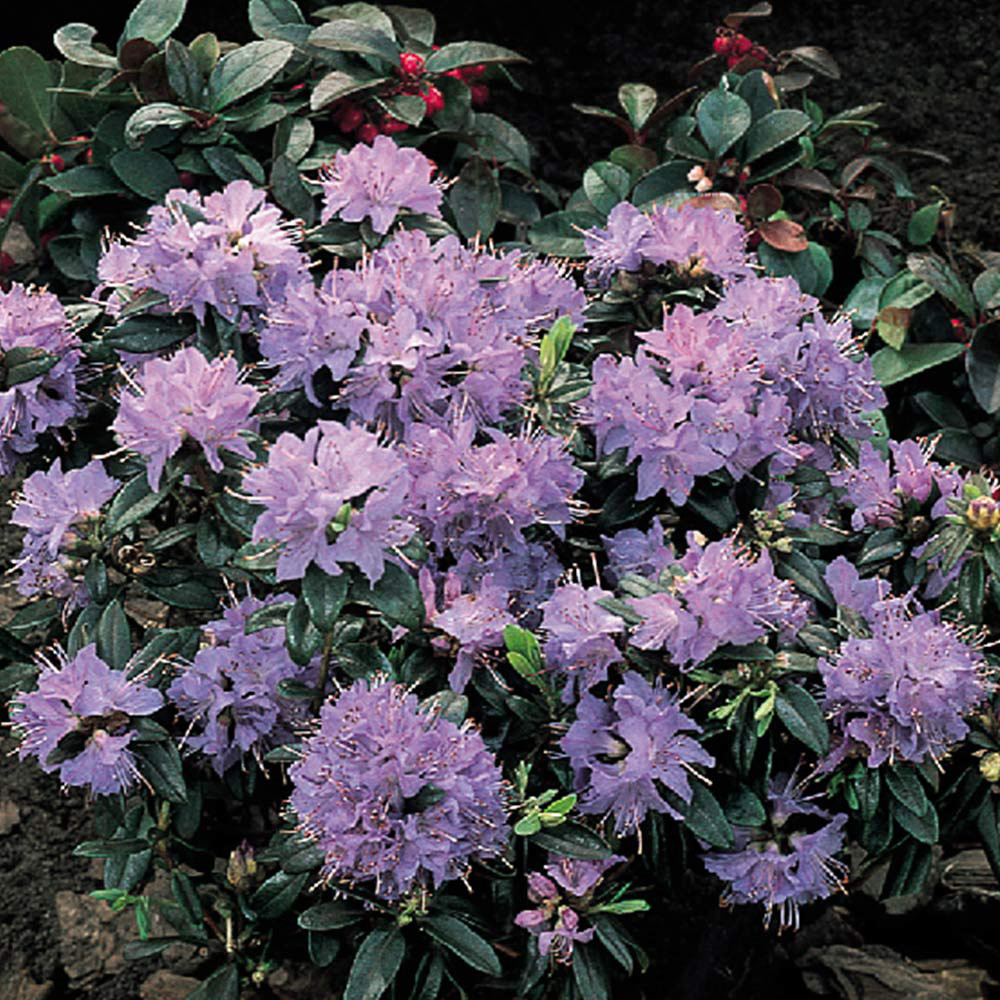 Rhododendron Dwarf Collection - JParkers