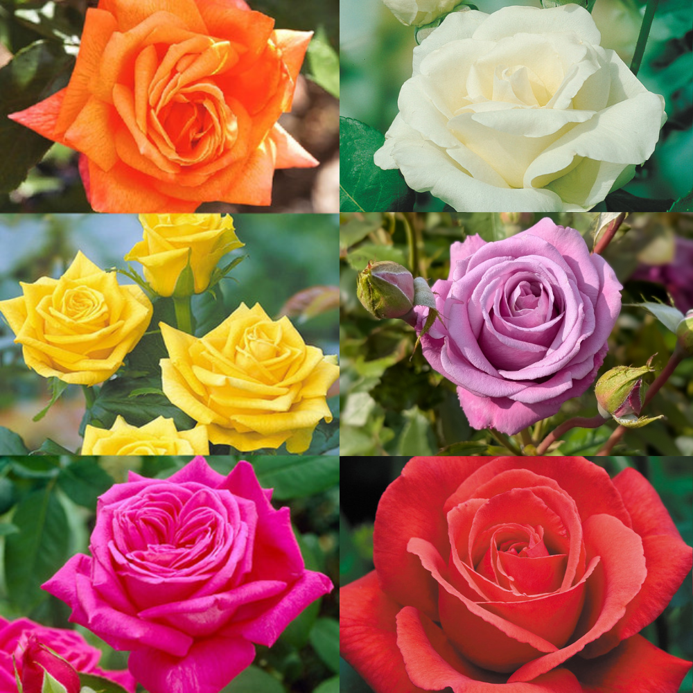 Fragrant HT Rose Collection - JParkers