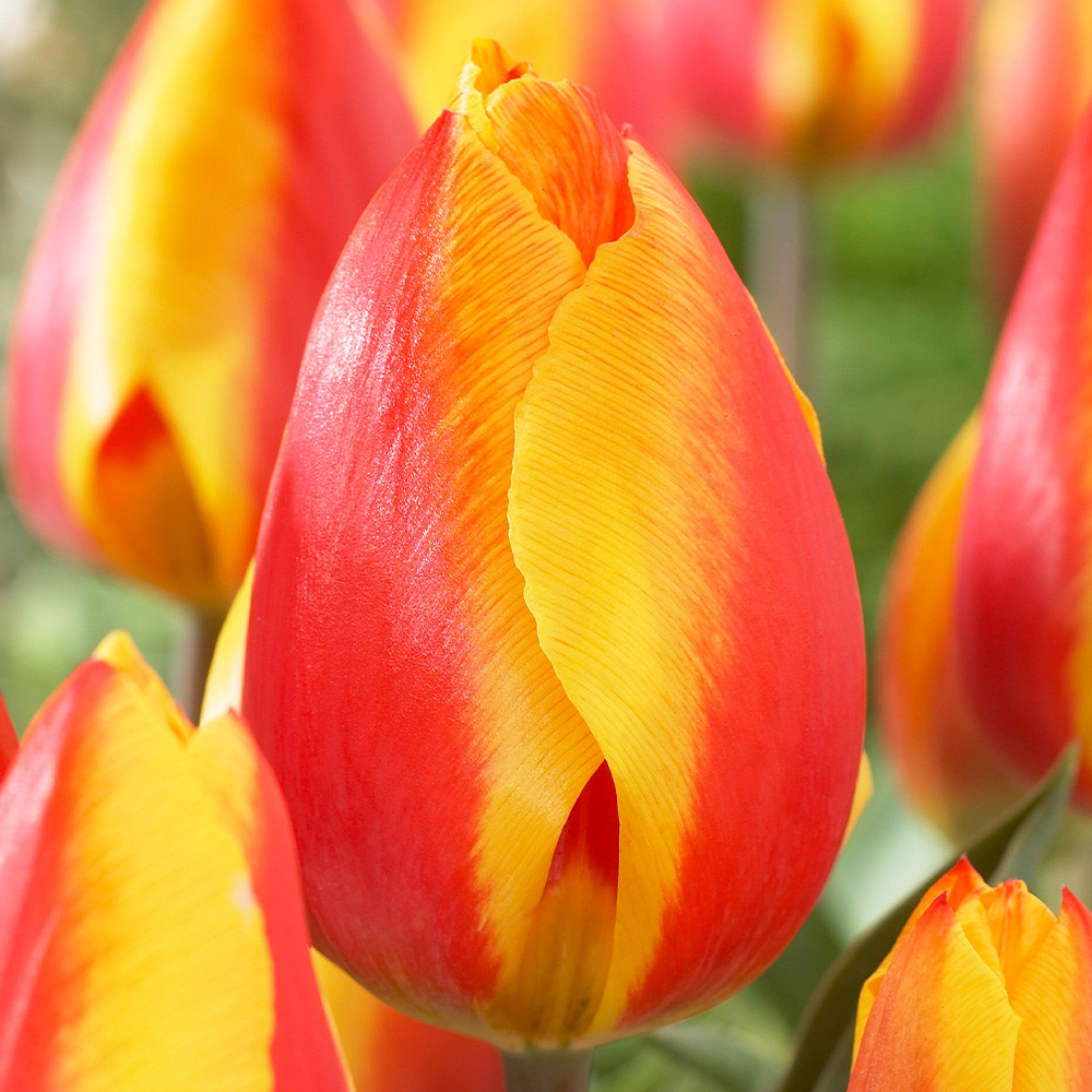 Buy Tulip Bright Flair (Saver Sized Bulbs) at jparkers.co.uk
